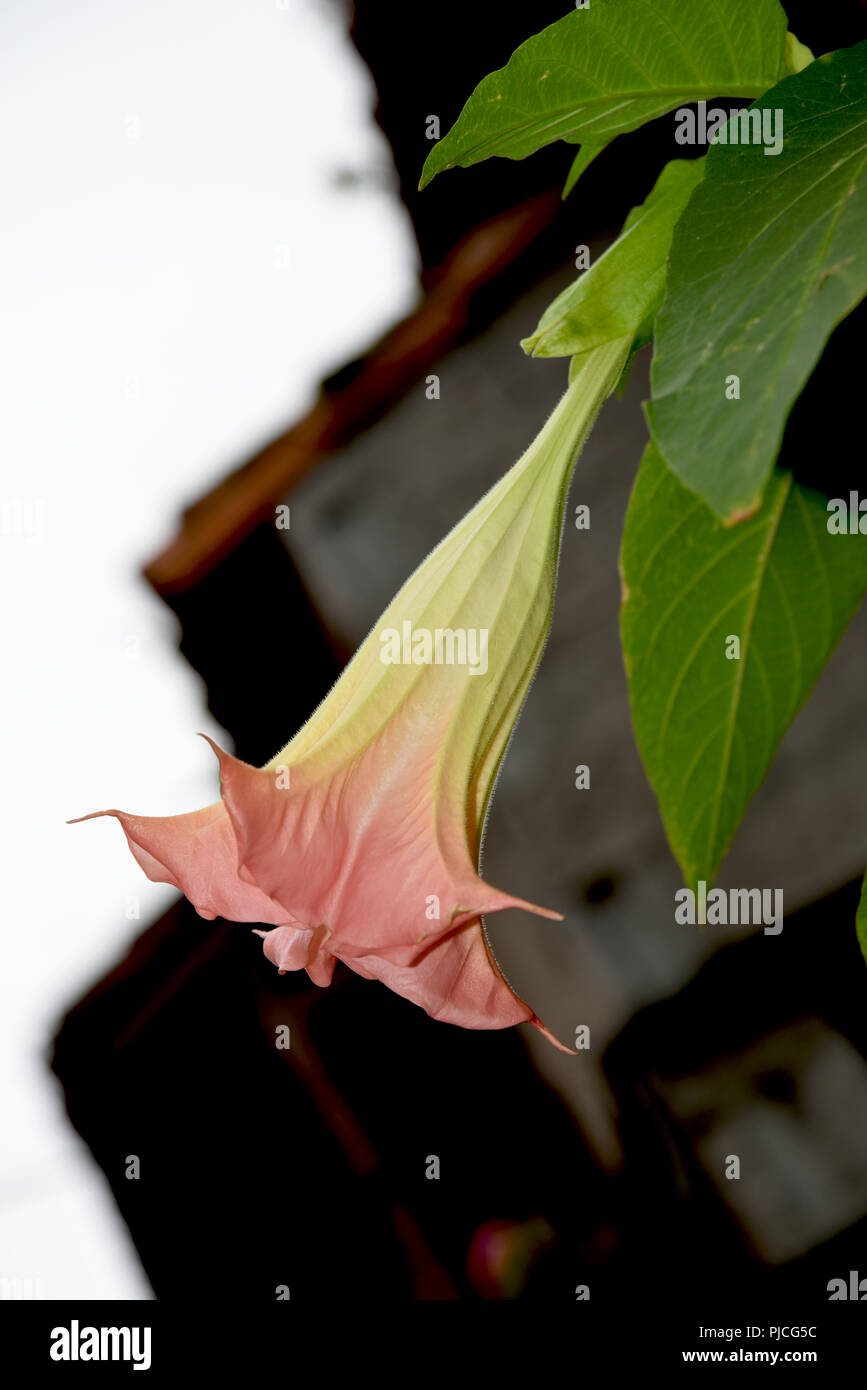 Pink angel trumpet tree hi-res stock photography and images - Alamy