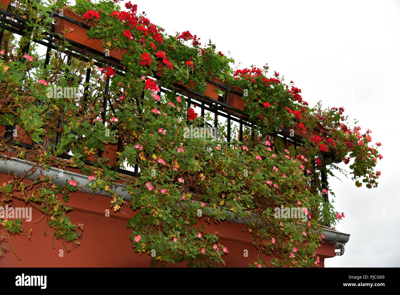 Overflowing with flowers hi-res stock photography and images - Alamy