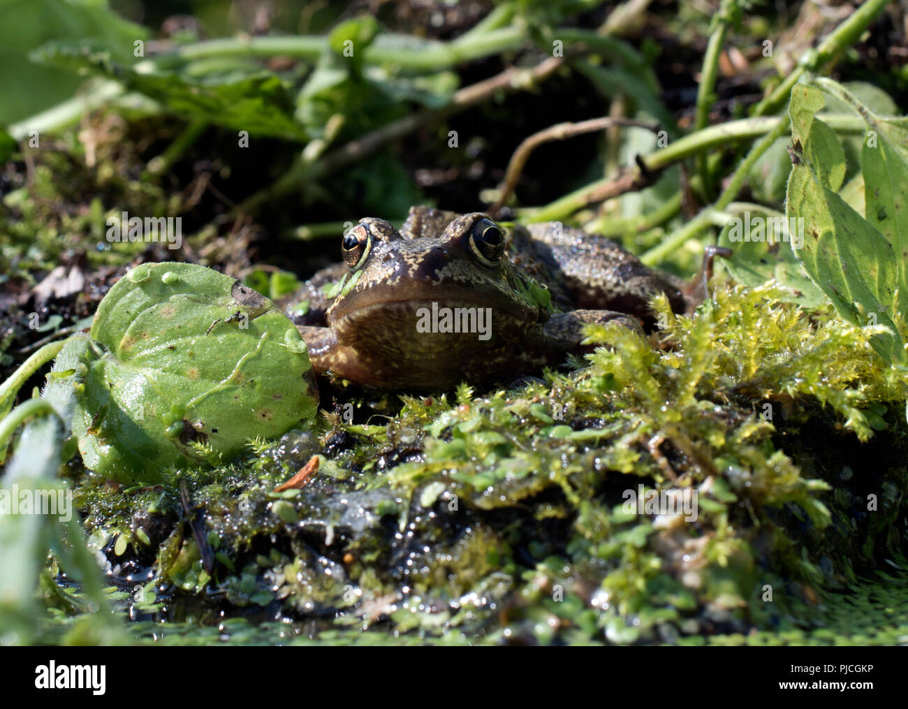 Eye level, face on portrait of European common frog sitting on rock ...