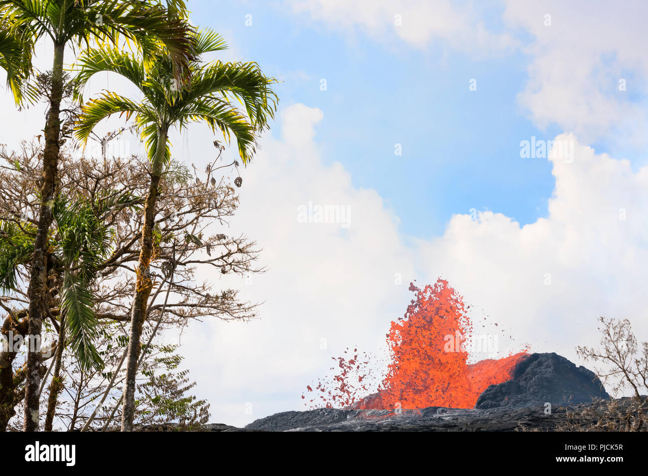 Volcano trees kapoho hi-res stock photography and images - Alamy