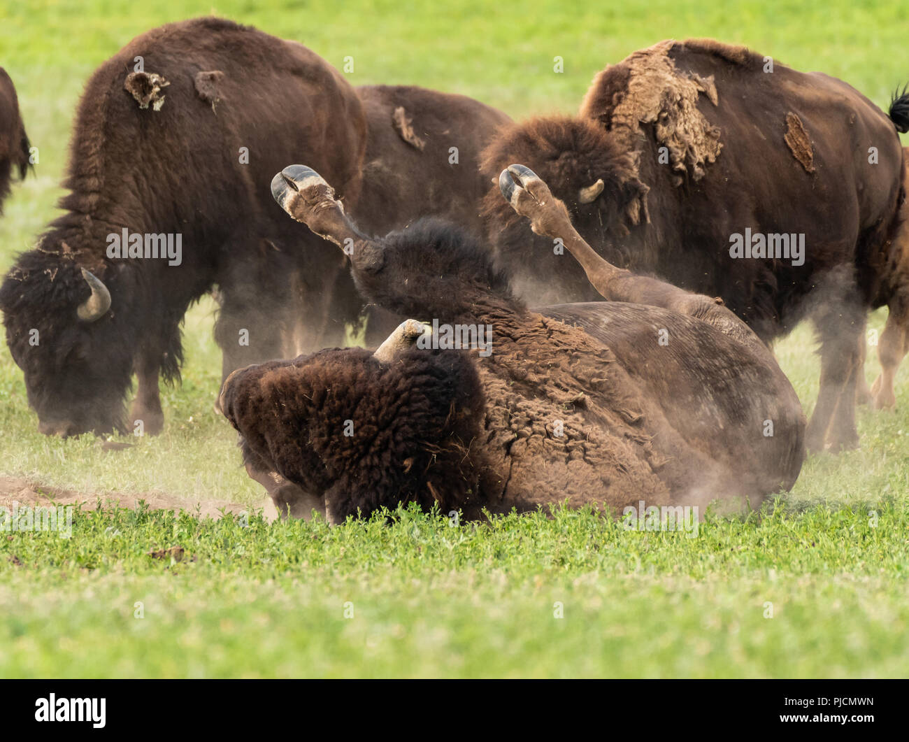 Bison Wallows in Dry Dirt Patch in Field Stock Photo - Alamy