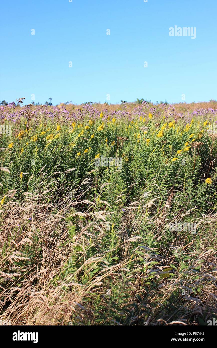 Native grasses in field hi-res stock photography and images - Alamy