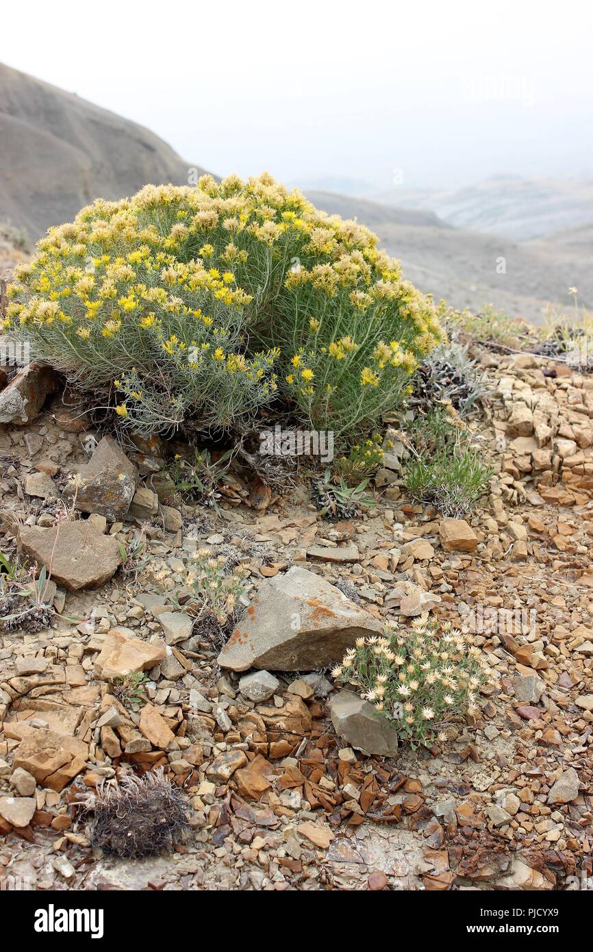 Prairie habitat hi-res stock photography and images - Alamy