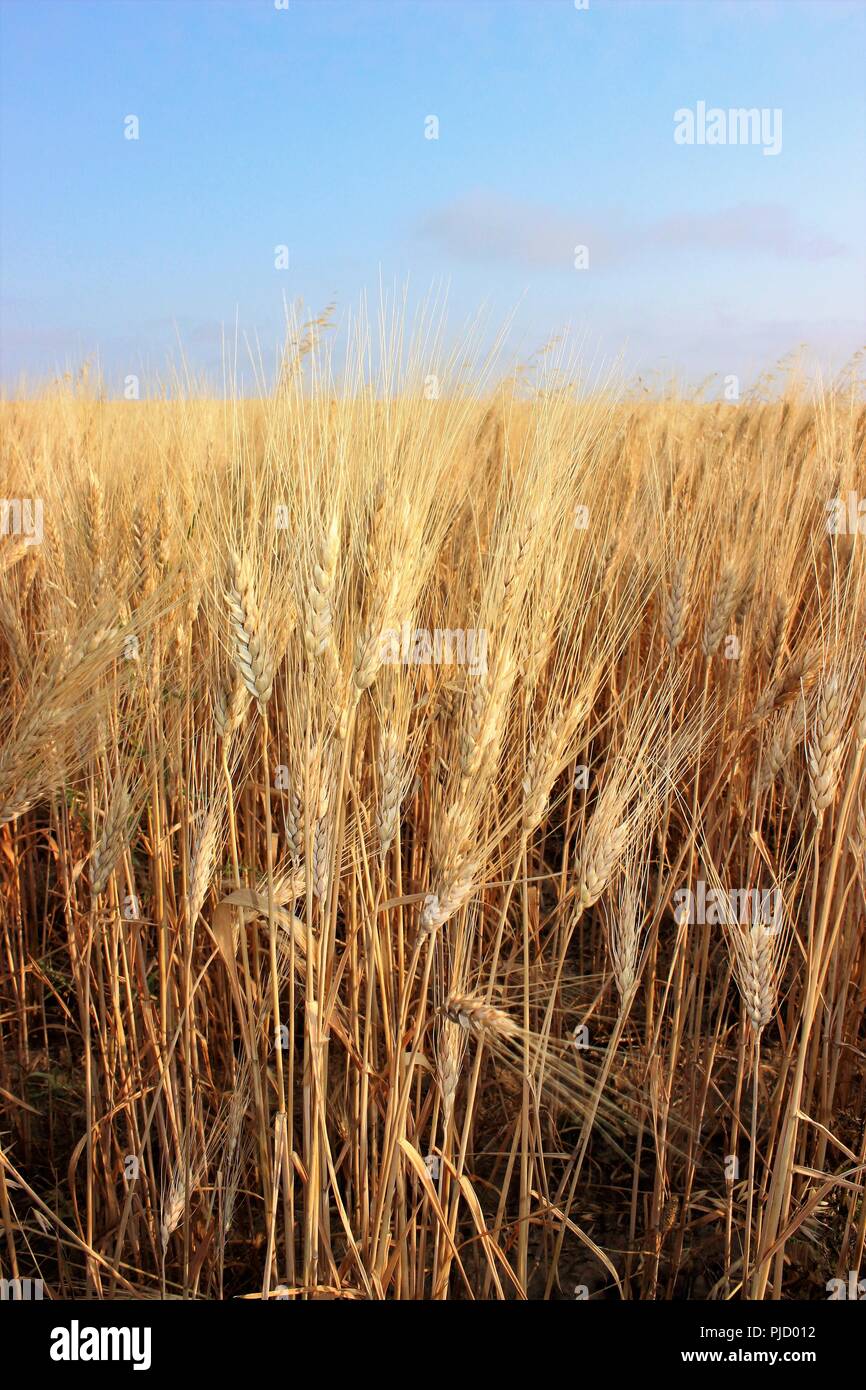 Wheat on the Prairies Stock Photo - Alamy