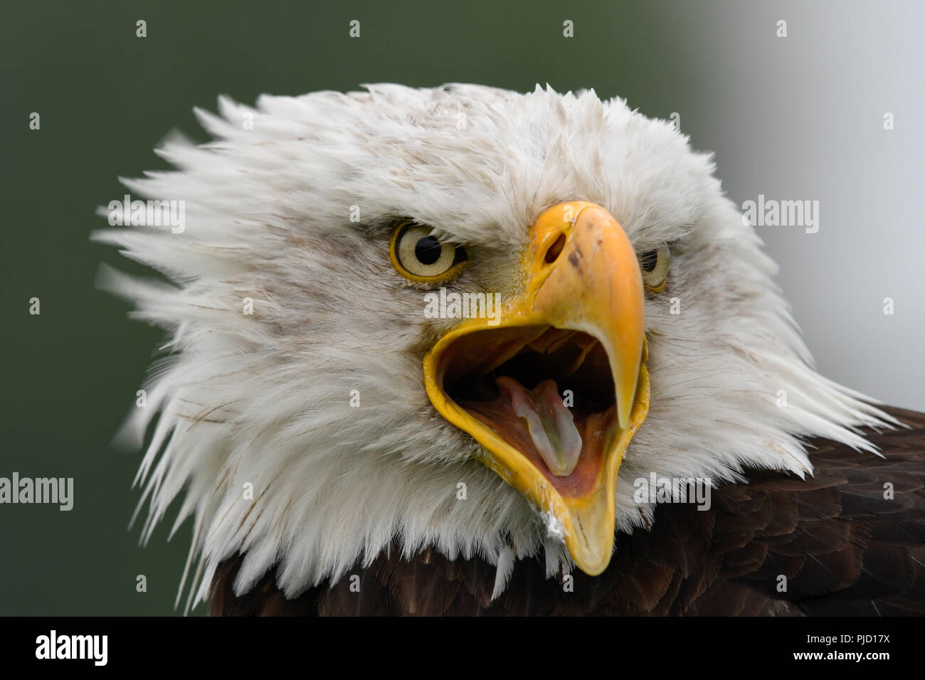 American eagle 08 Stock Photo - Alamy
