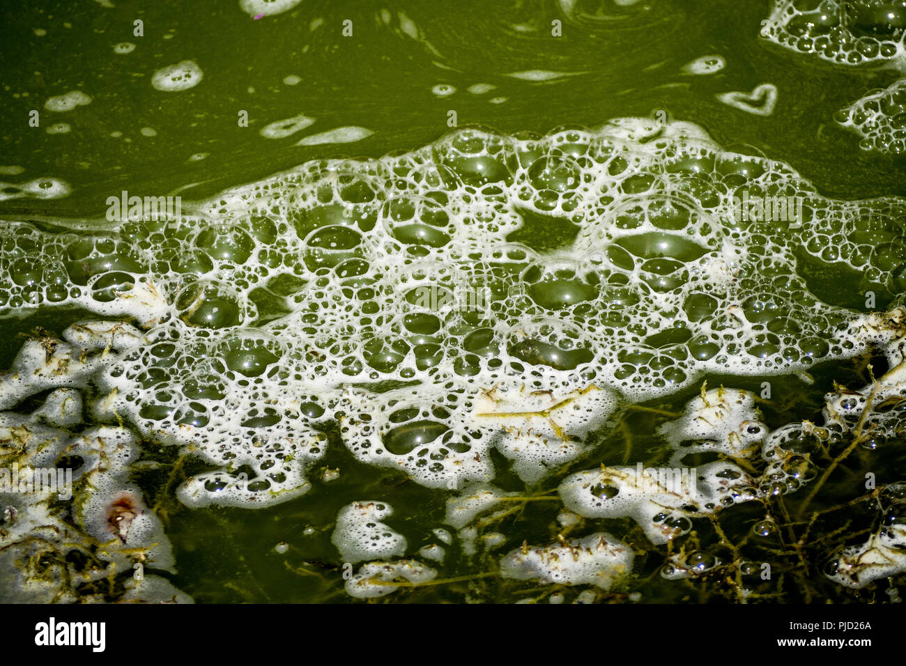 Green and mossy water, Villars Les Dombes, France Stock Photo - Alamy