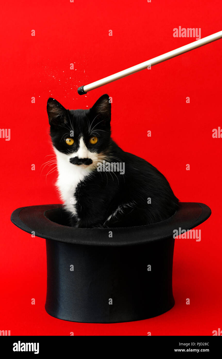 Black and white rabbit cat hi-res stock photography and images - Alamy
