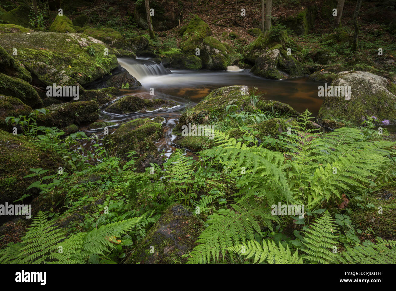 Woodland with a wild river, Höllfall, Waldviertel, Lower Austria ...