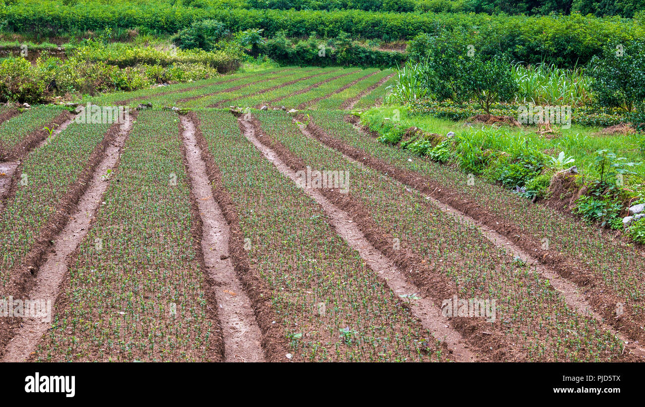 Prepared seed bed hi-res stock photography and images - Alamy