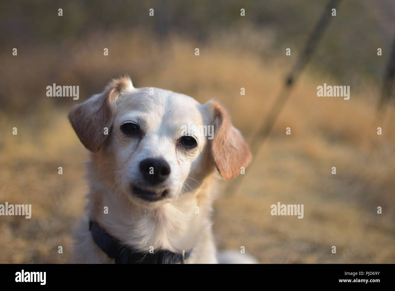 Dog in Focus Stock Photo - Alamy