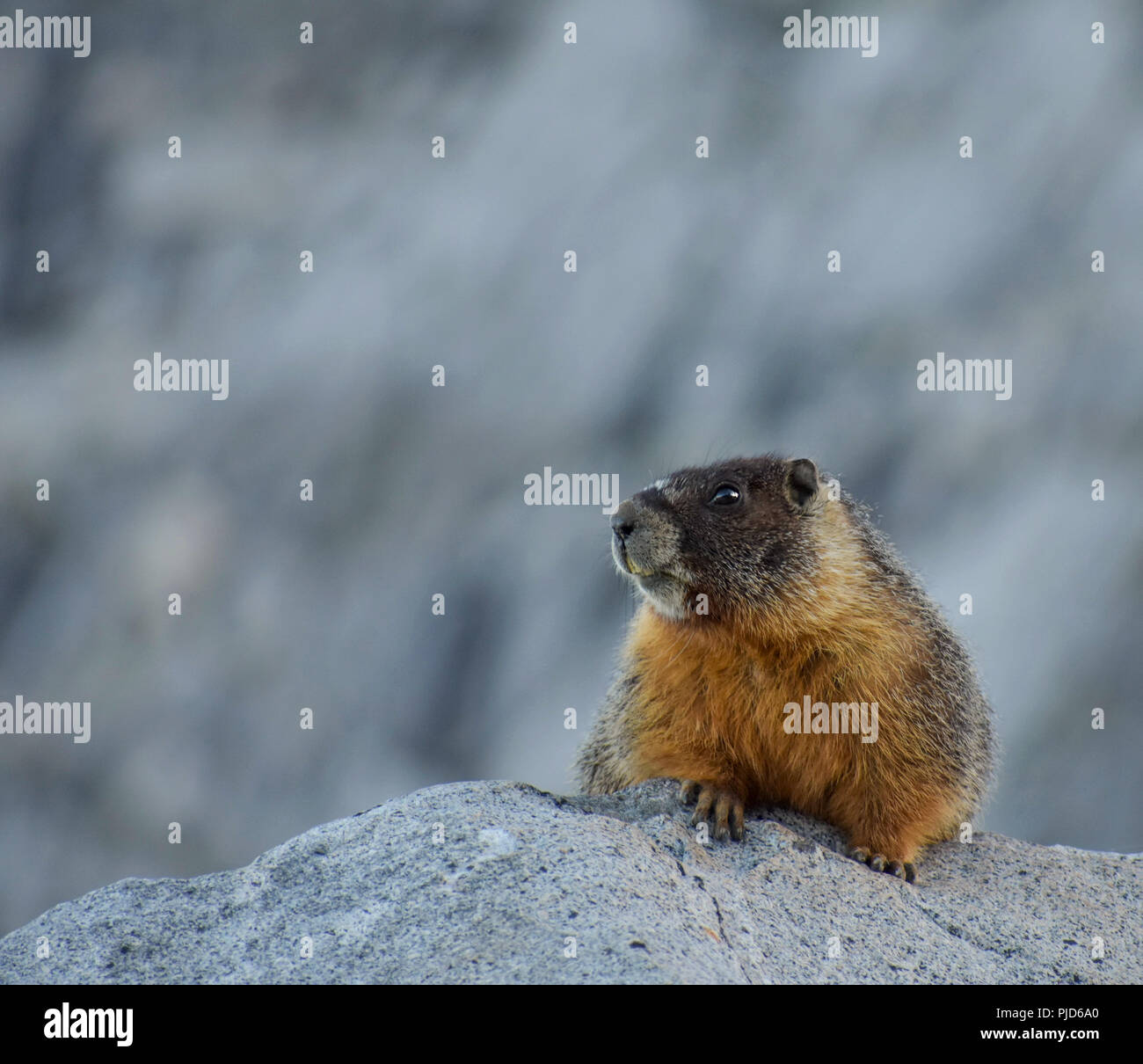 Animal howl not dog not wolf hi-res stock photography and images - Alamy
