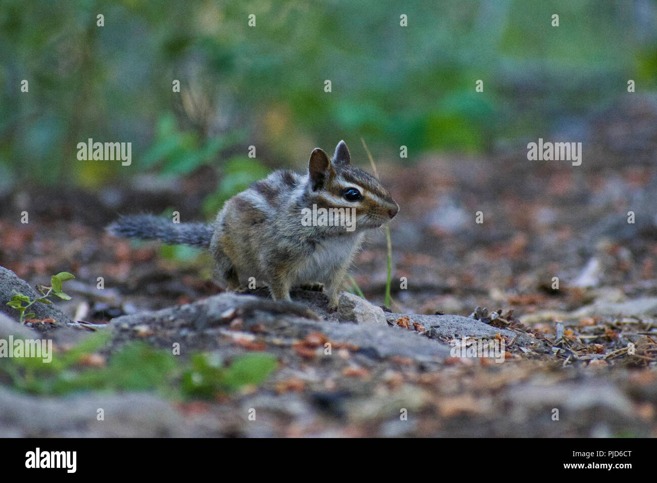 Ground chipmunk hi-res stock photography and images - Alamy