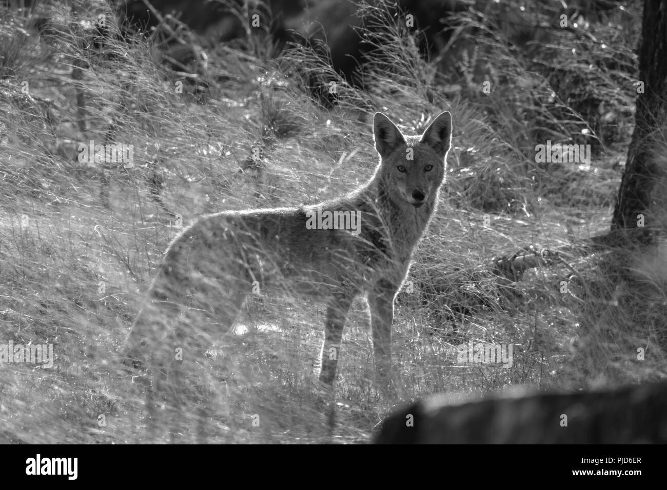 Black coyote hi-res stock photography and images - Alamy