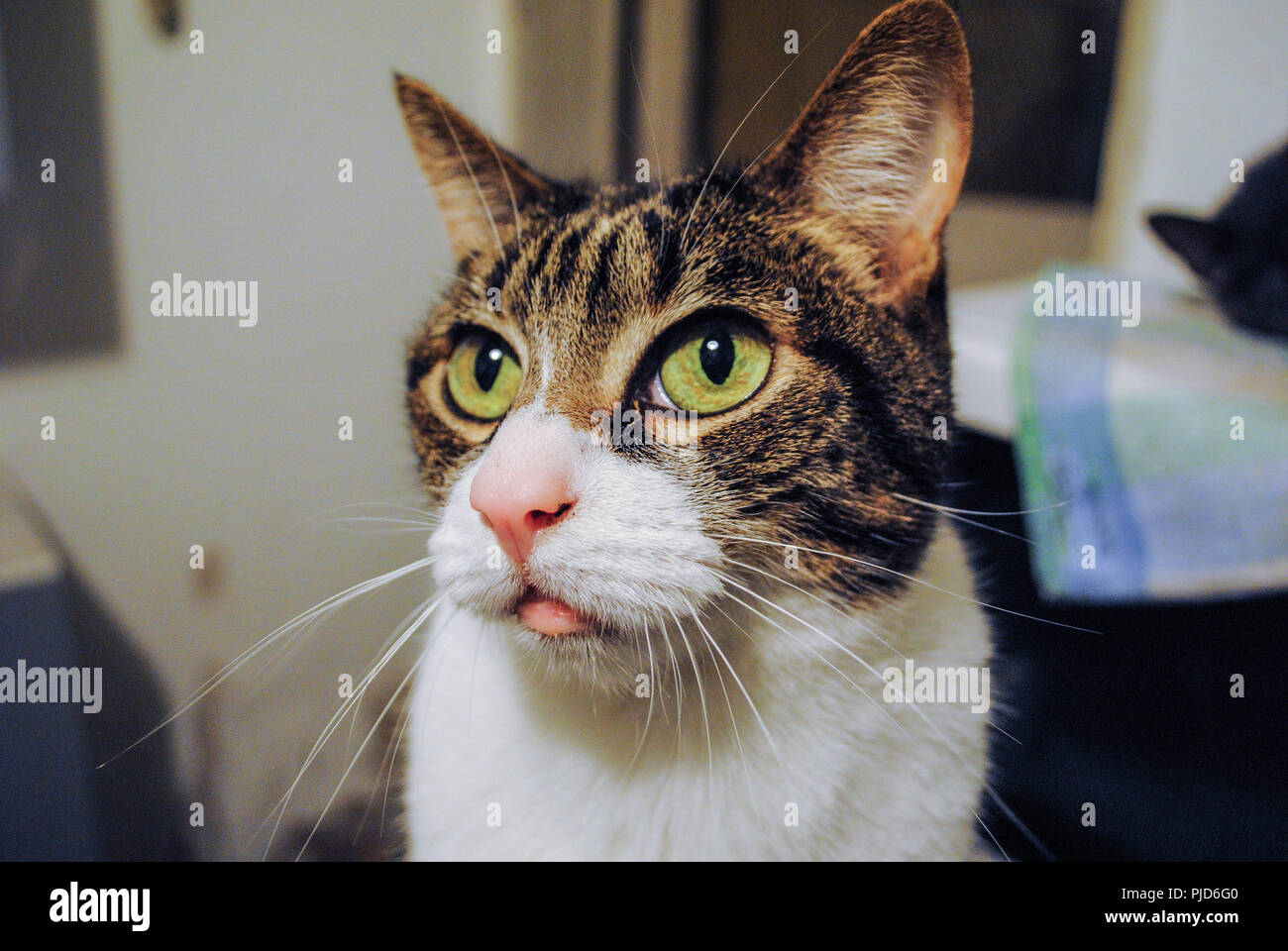 Homemade cat portrait Stock Photo - Alamy