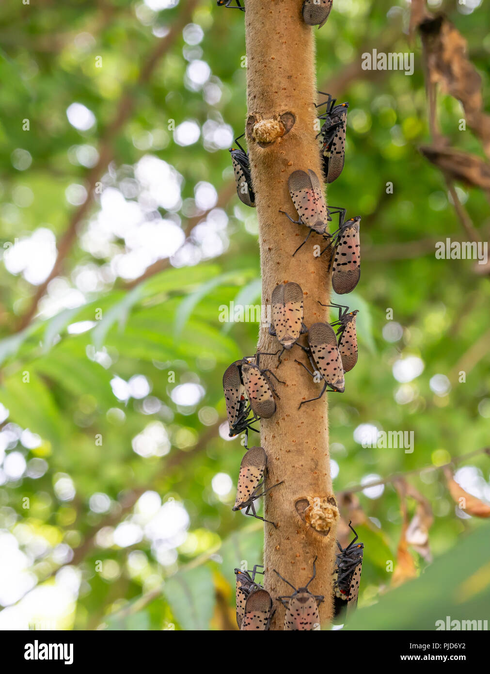 Spotted Lanternfly Berks County, Pennsylvania Stock Photo - Alamy