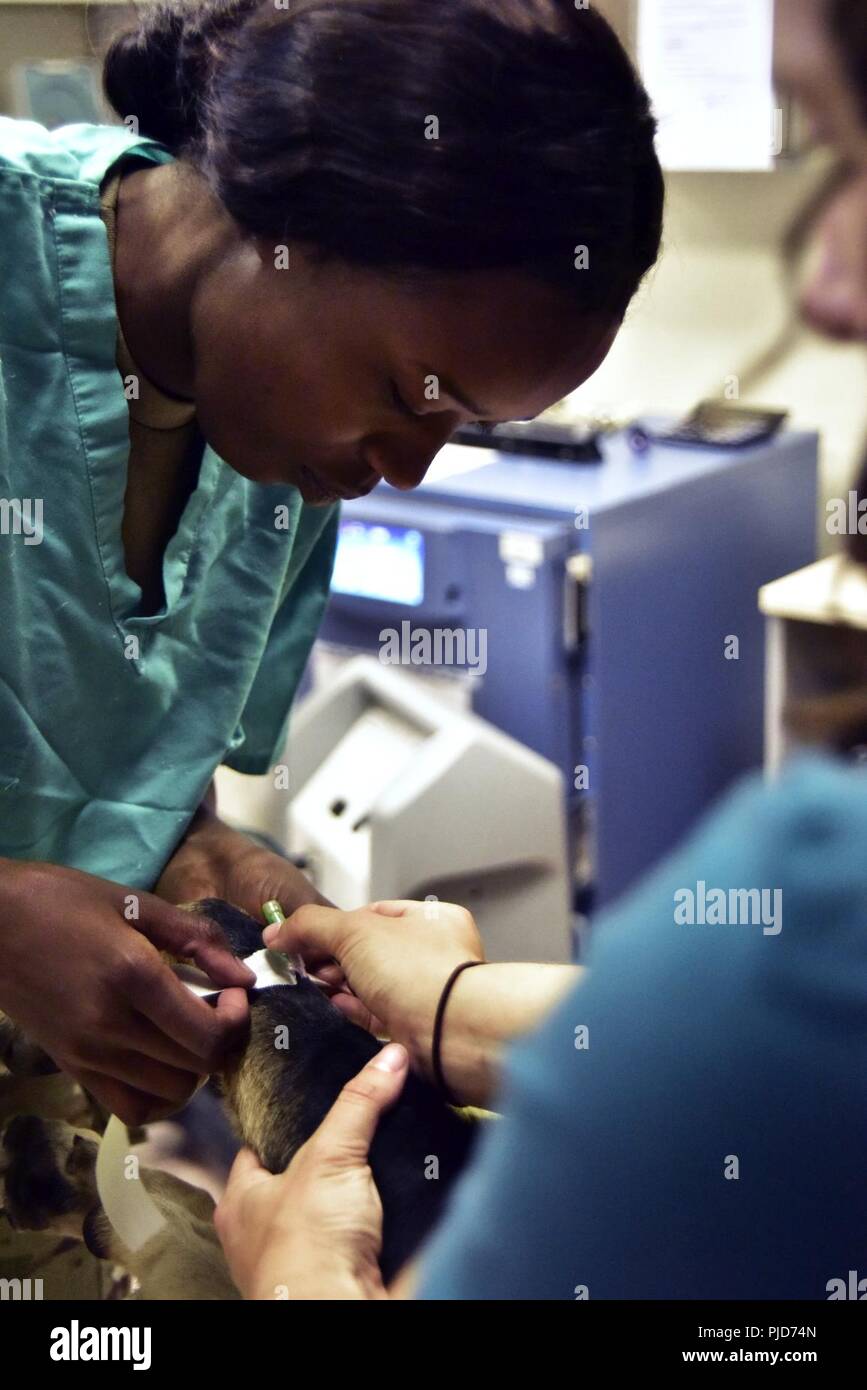 Military Working Dog (MWD) Szana receives updated vaccines, a dental ...