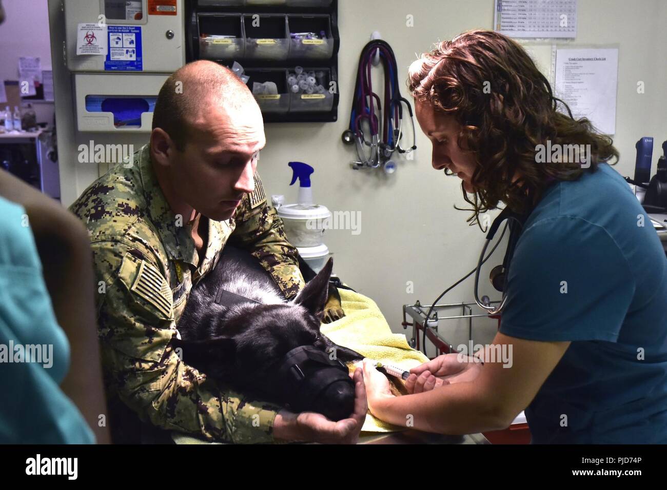 Military Working Dog (MWD) Szana receives updated vaccines, a dental ...
