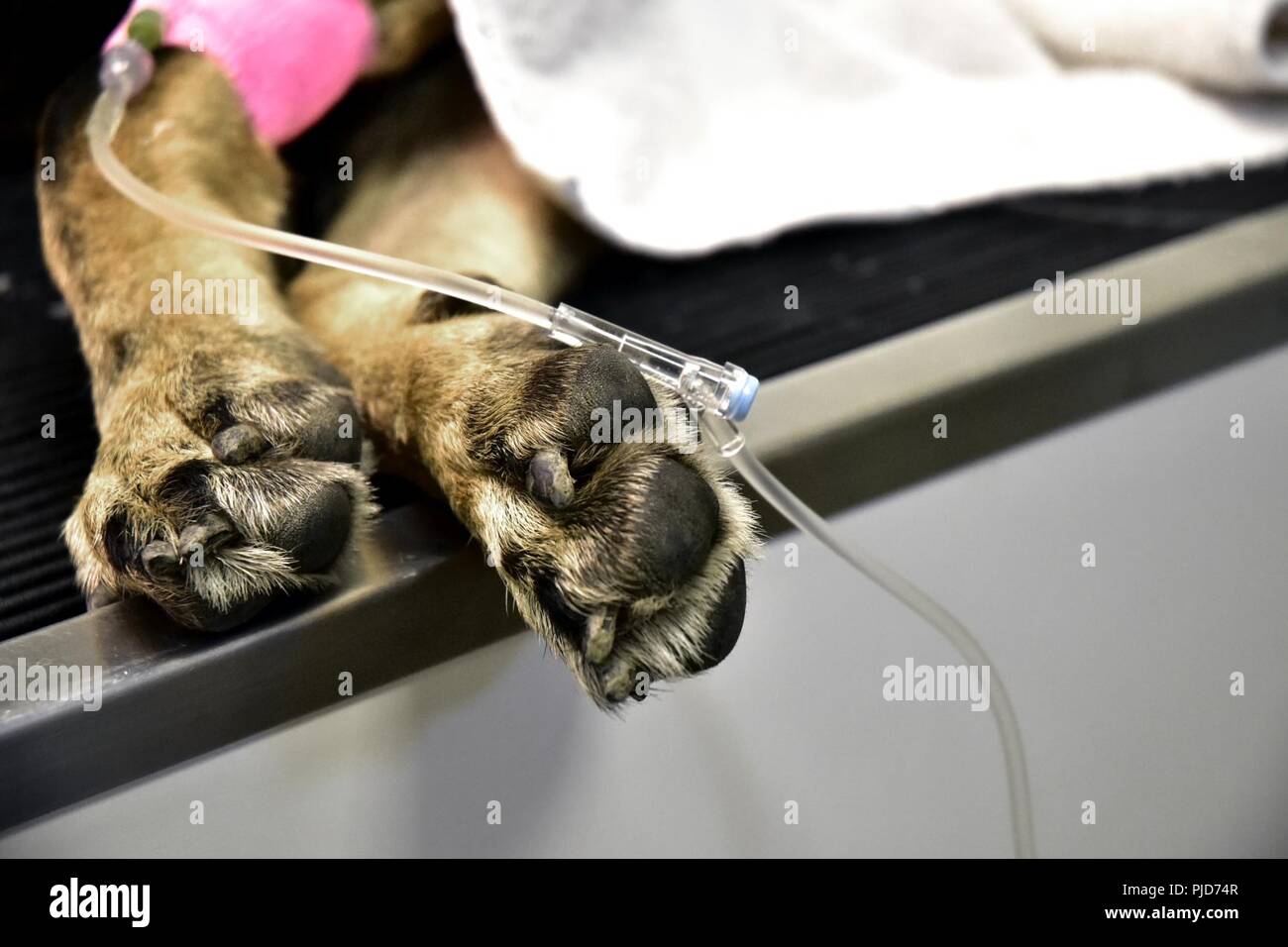 Military Working Dog (MWD) Szana receives updated vaccines, a dental ...