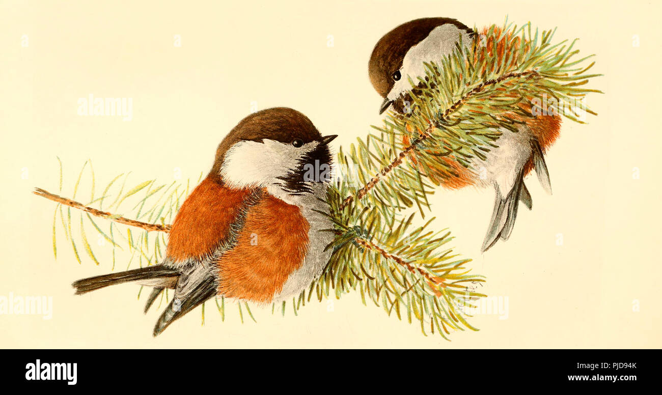 Chestnut backed Chickadee, Parus Rufescens, Fort Wrangell, Alaska, June ...