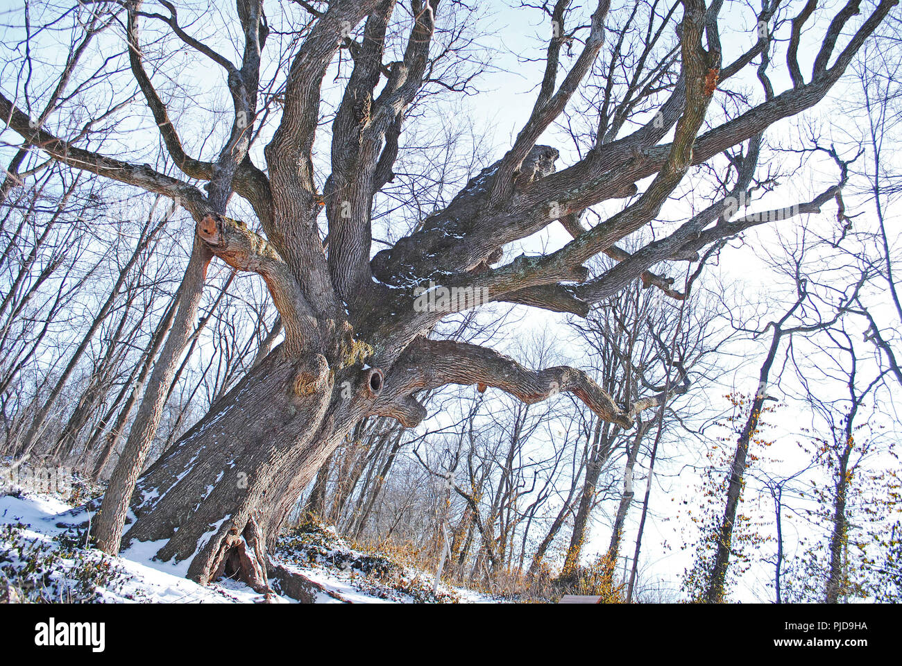 Tree in winter Stock Photo - Alamy