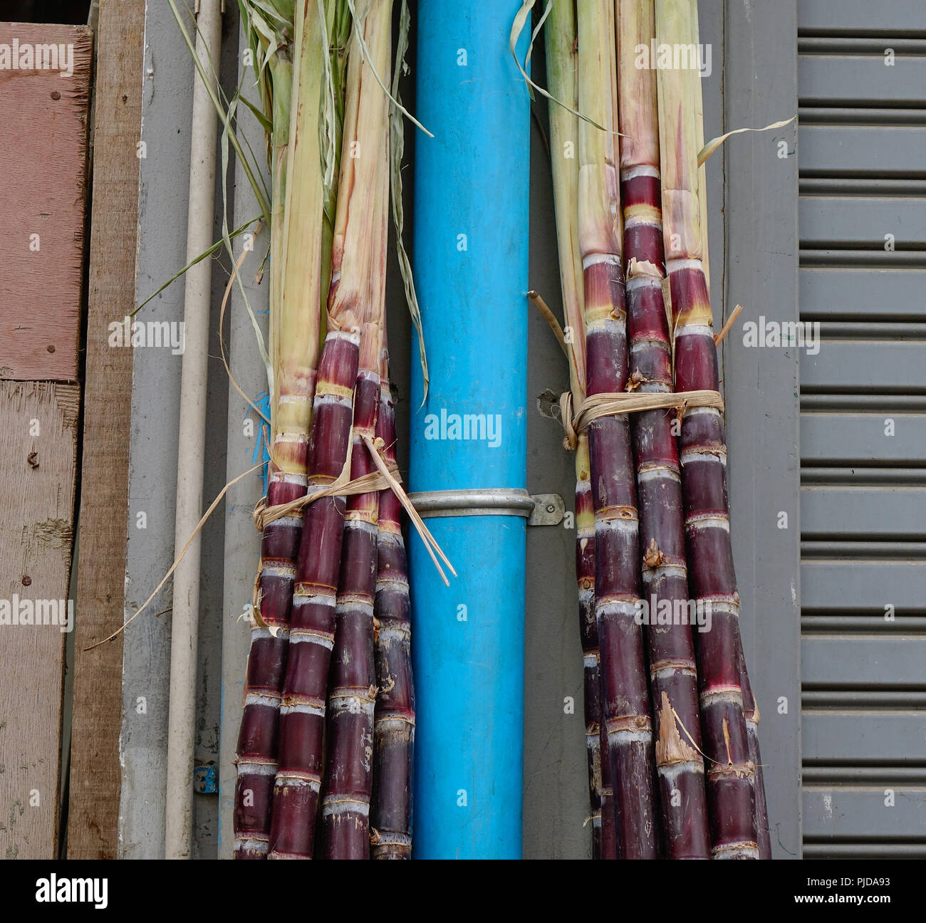 Sugar cane for sale at rural market in Yangon, Myanmar Stock Photo - Alamy