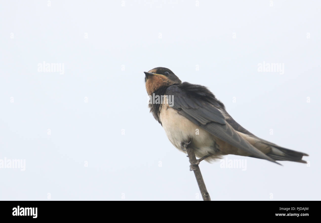 Juvenile tree swallow closeup hi-res stock photography and images - Alamy