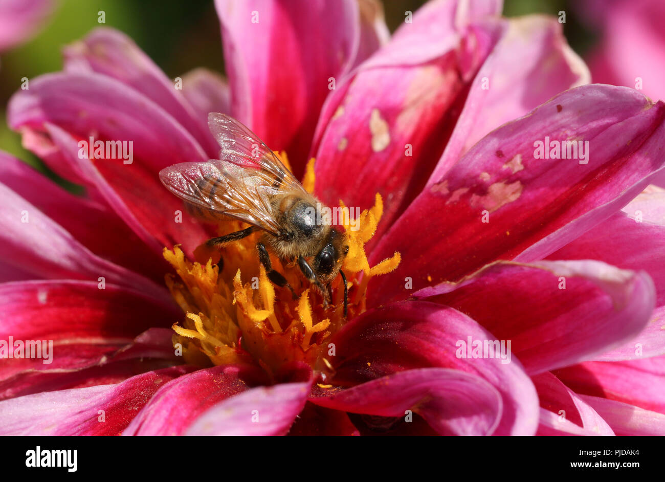 A pretty Honey Bee (Apis mellifera) nectaring on a Dahlia flower Stock ...