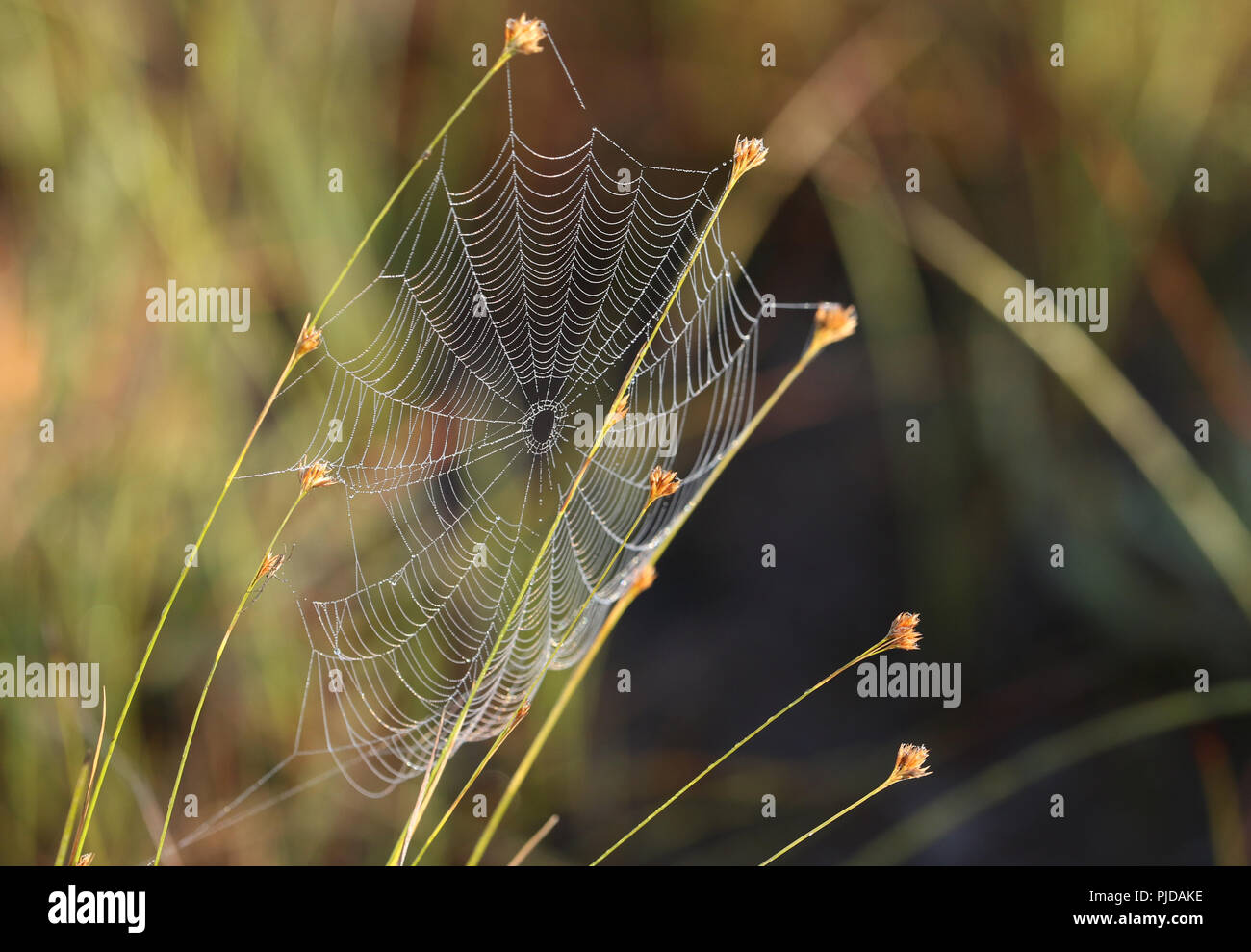 Most beautiful spiders hi-res stock photography and images - Alamy