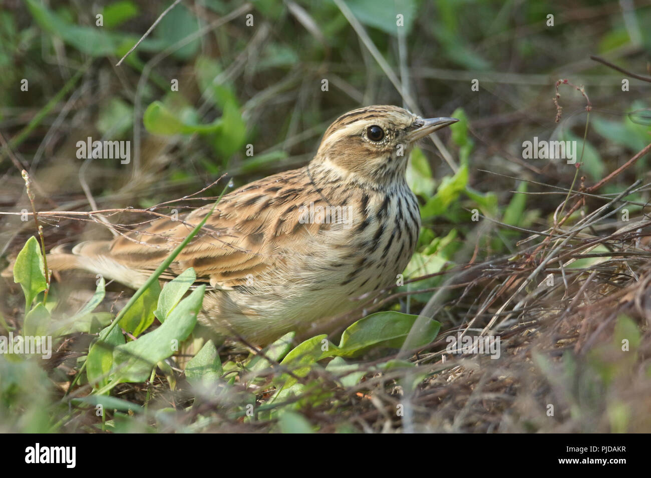 Field Lark Stock Photos & Field Lark Stock Images - Alamy