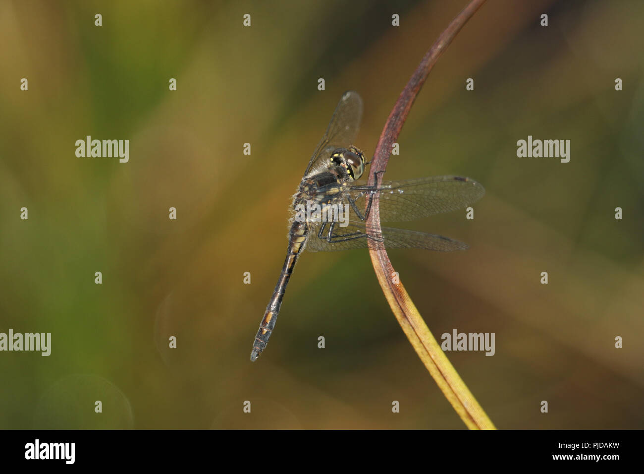 A stunning Black Darter Dragonfly (Sympetrum danae) perched on a reed ...