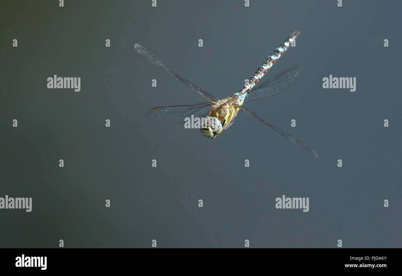 A stunning Migrant Hawker Dragonfly (Aeshna mixta) flying over a lake ...