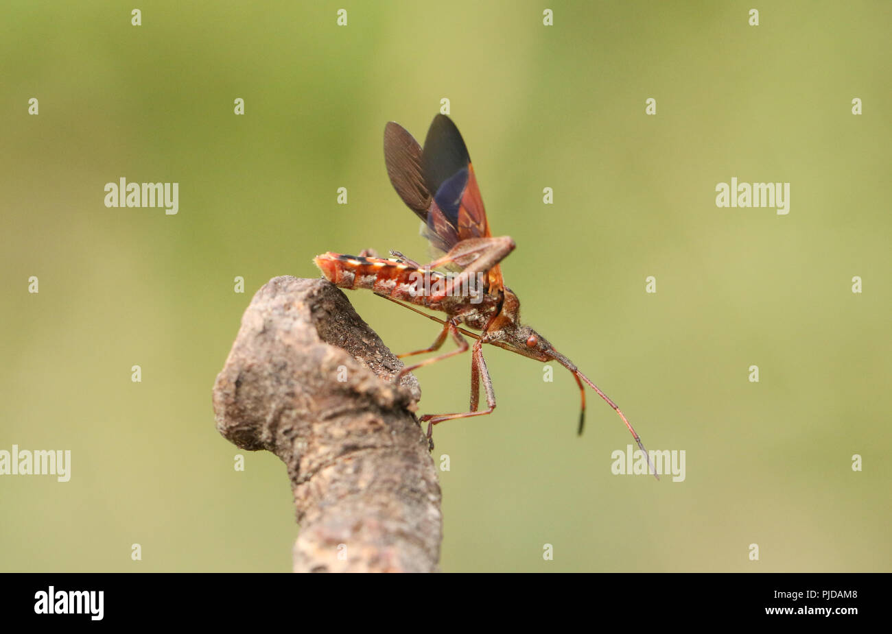 A pretty Western Conifer Seed Bug (Leptoglossus occidentalis) Coreidae ...