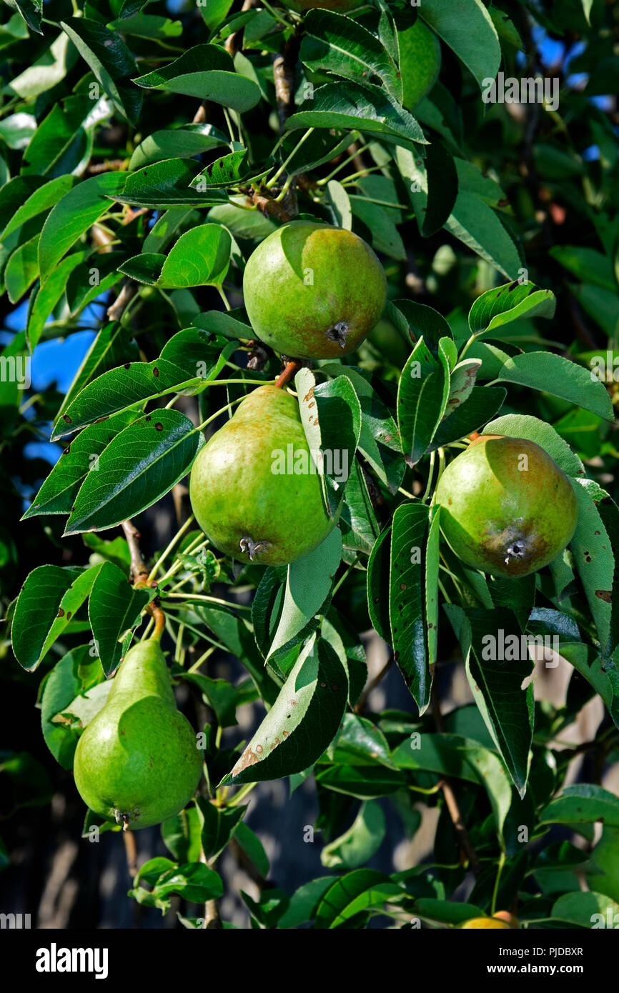 Bartlett Pear Tree Leaves