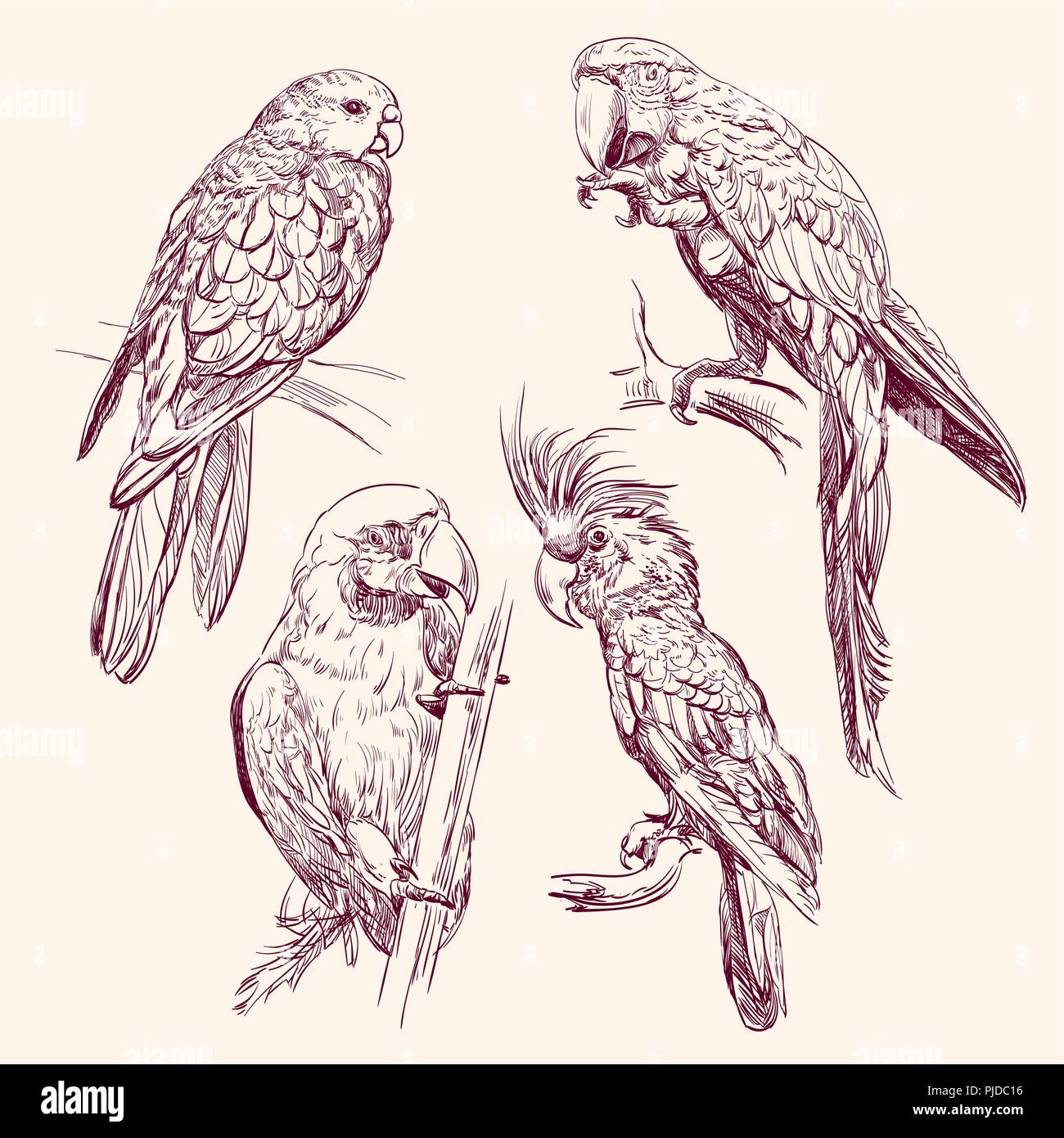 Parrot set isolated hand drawn vector illustration Stock Vector Image ...