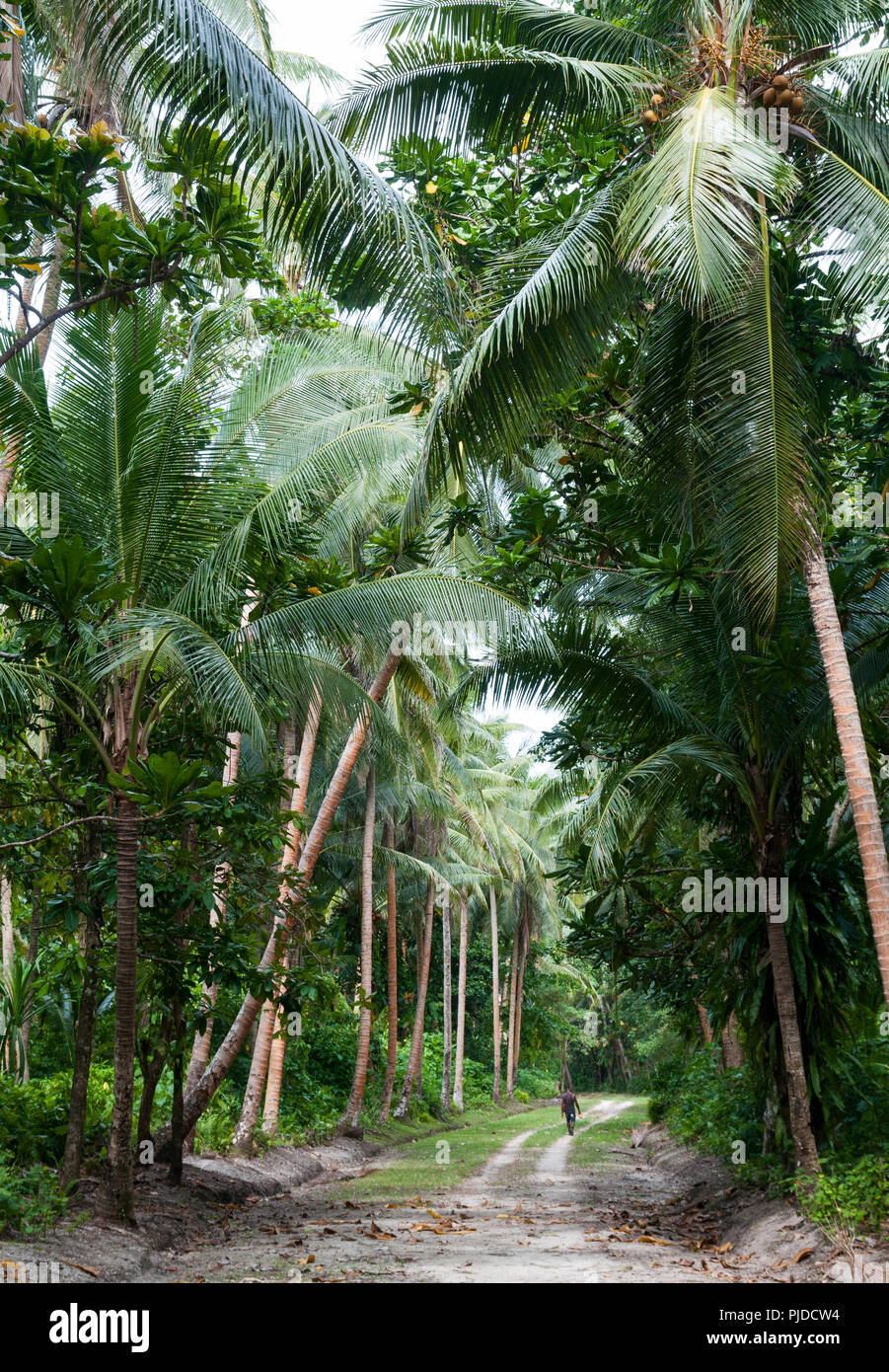 Person walking down a jungle road, Santa Ana Island, Solomon Islands ...