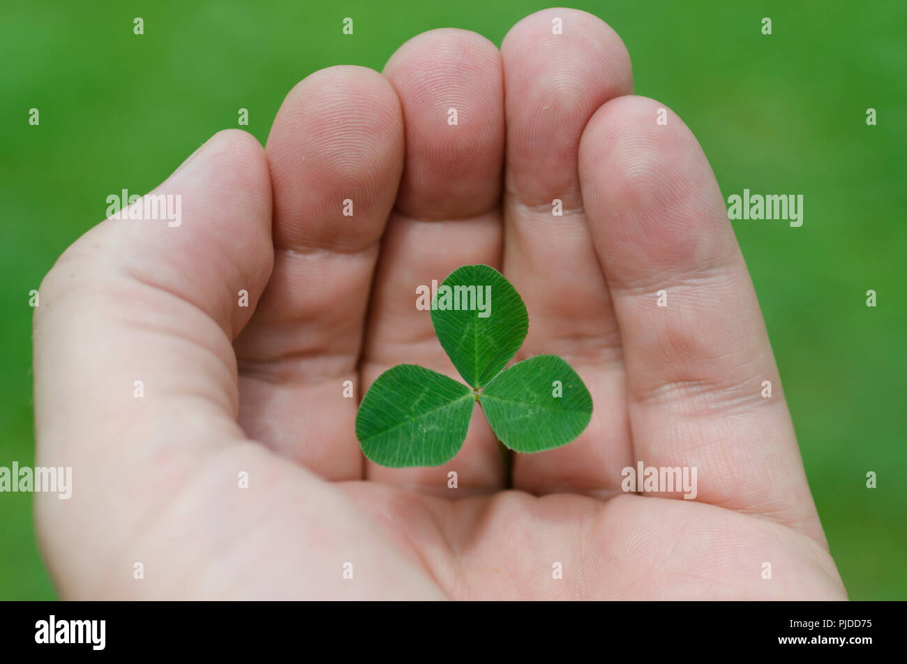 Three Leaf Clover in a Hand Stock Photo - Alamy