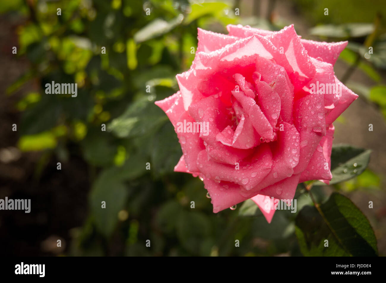 pink rose with light sunset background. Rosarium Stock Photo - Alamy
