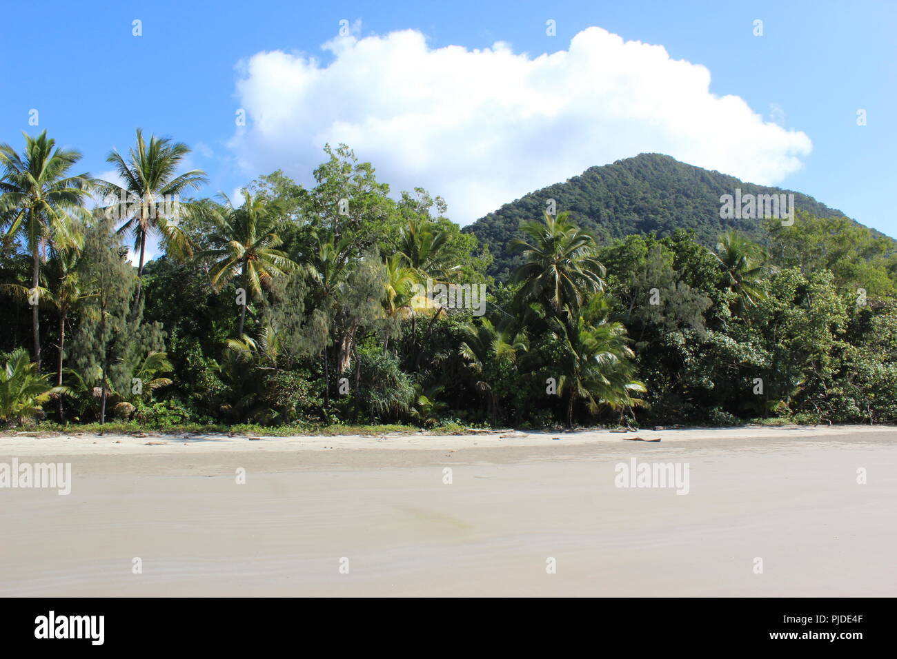 Rainforest qld hi-res stock photography and images - Alamy