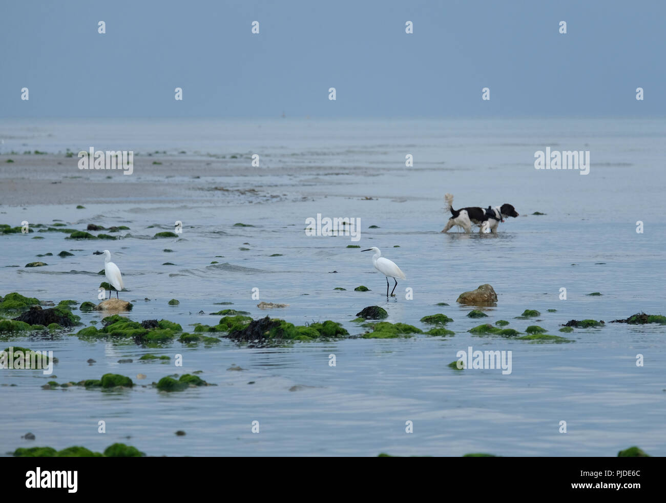 Rockpools hi-res stock photography and images - Alamy