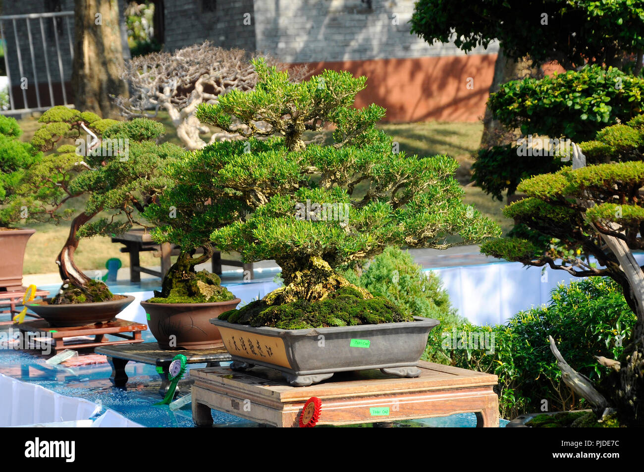 Bonsai tree display for public in Royal Floria Putrajaya garden in ...