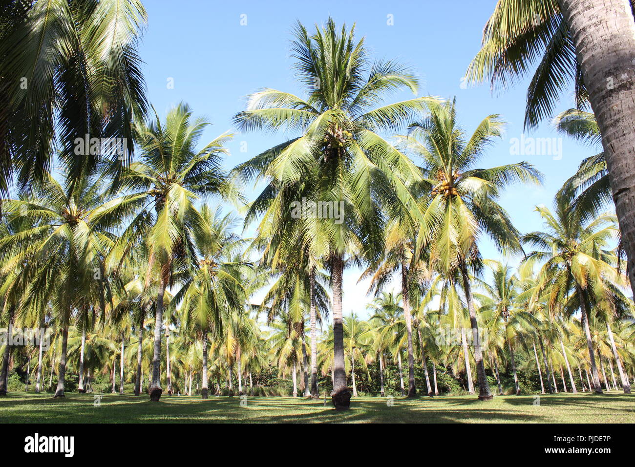 Multiple palm trees in a grid formation at a resort near Cairns ...