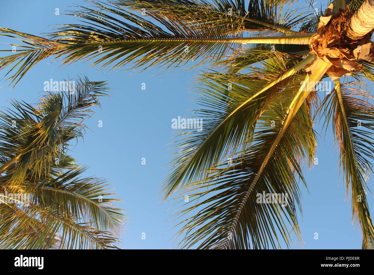 Palm tree tops hi-res stock photography and images - Alamy