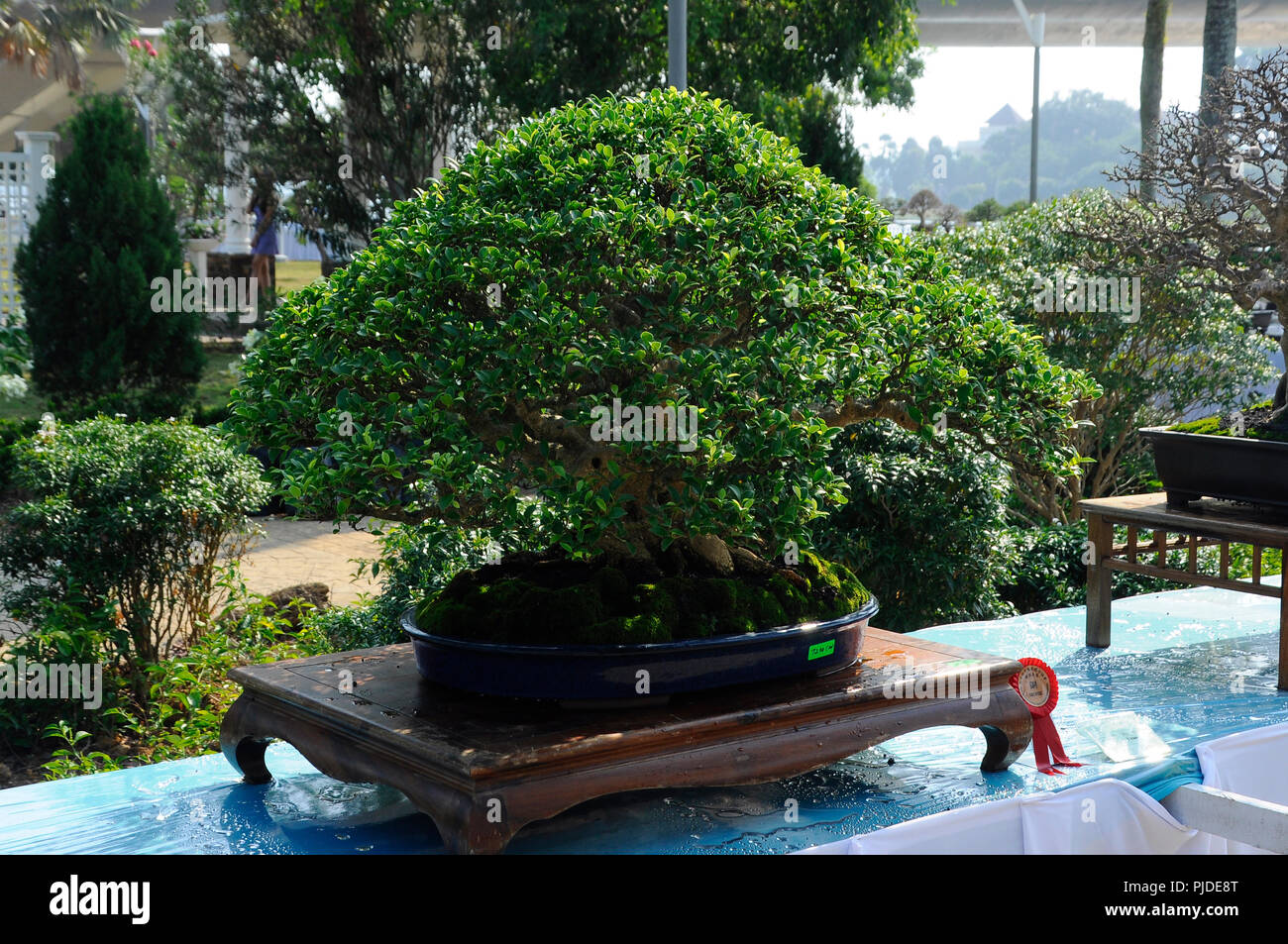 Bonsai tree display for public in Royal Floria Putrajaya garden in ...