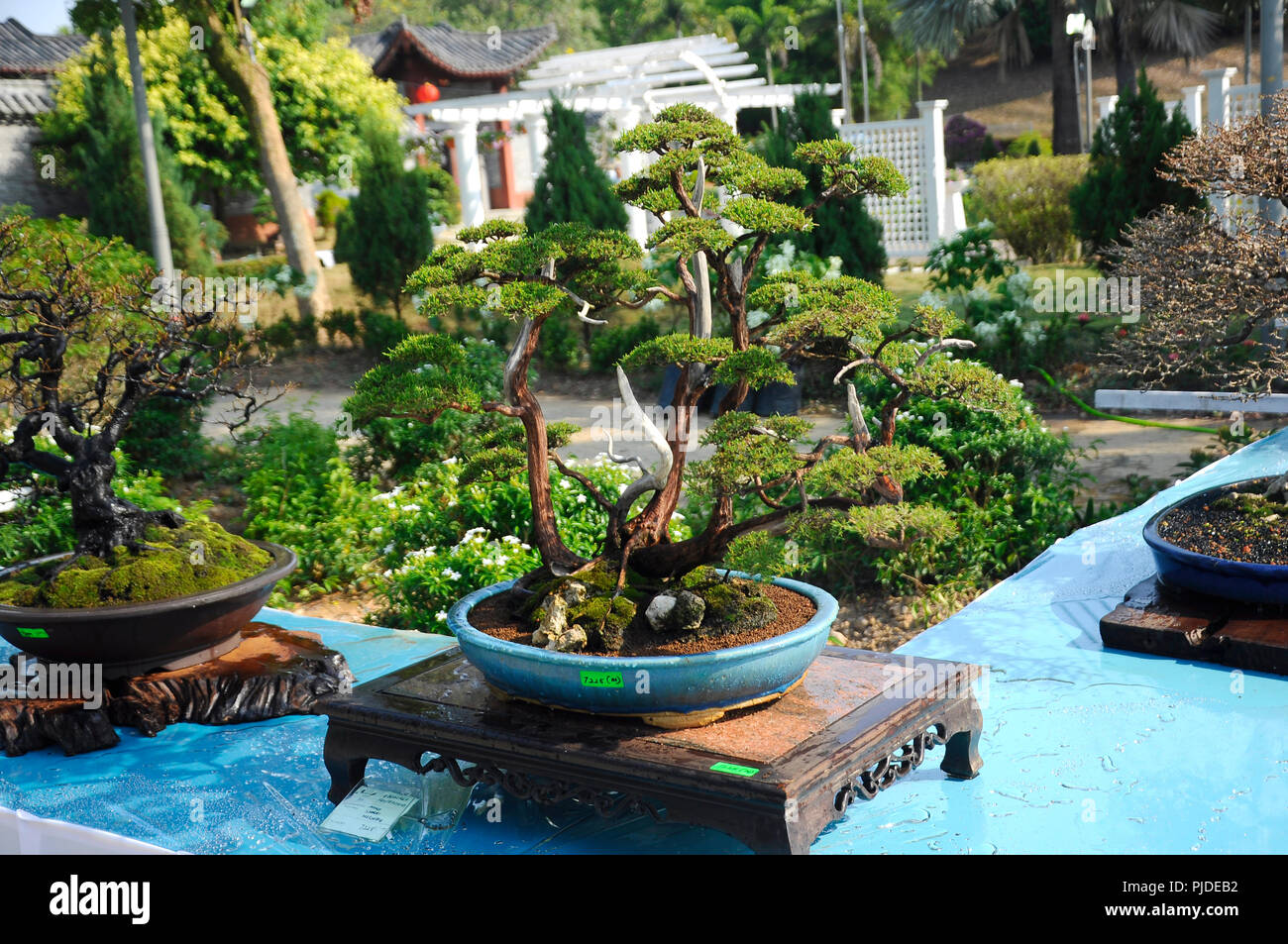Bonsai tree display for public in Royal Floria Putrajaya garden in ...