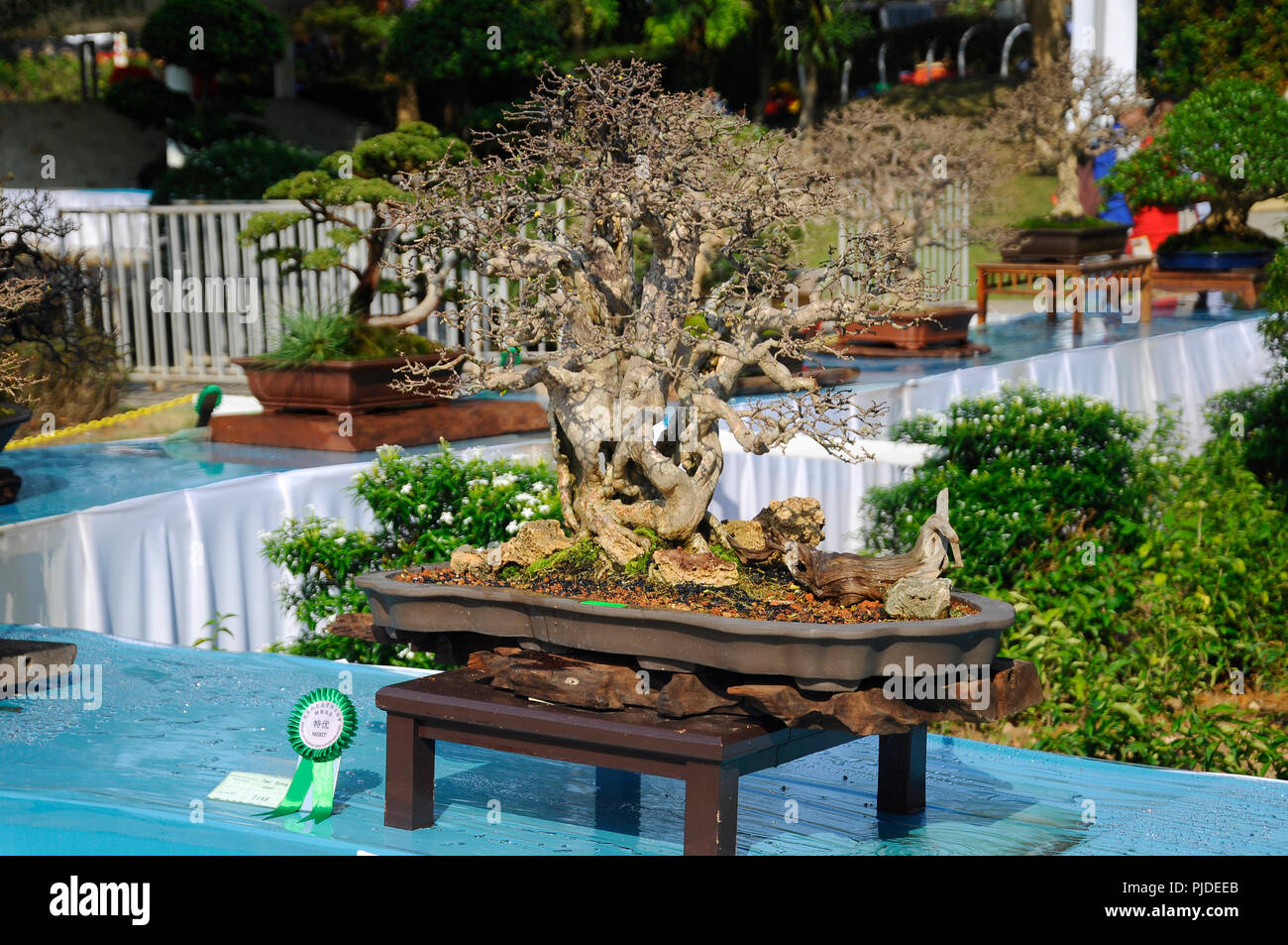 Bonsai tree display for public in Royal Floria Putrajaya garden in ...