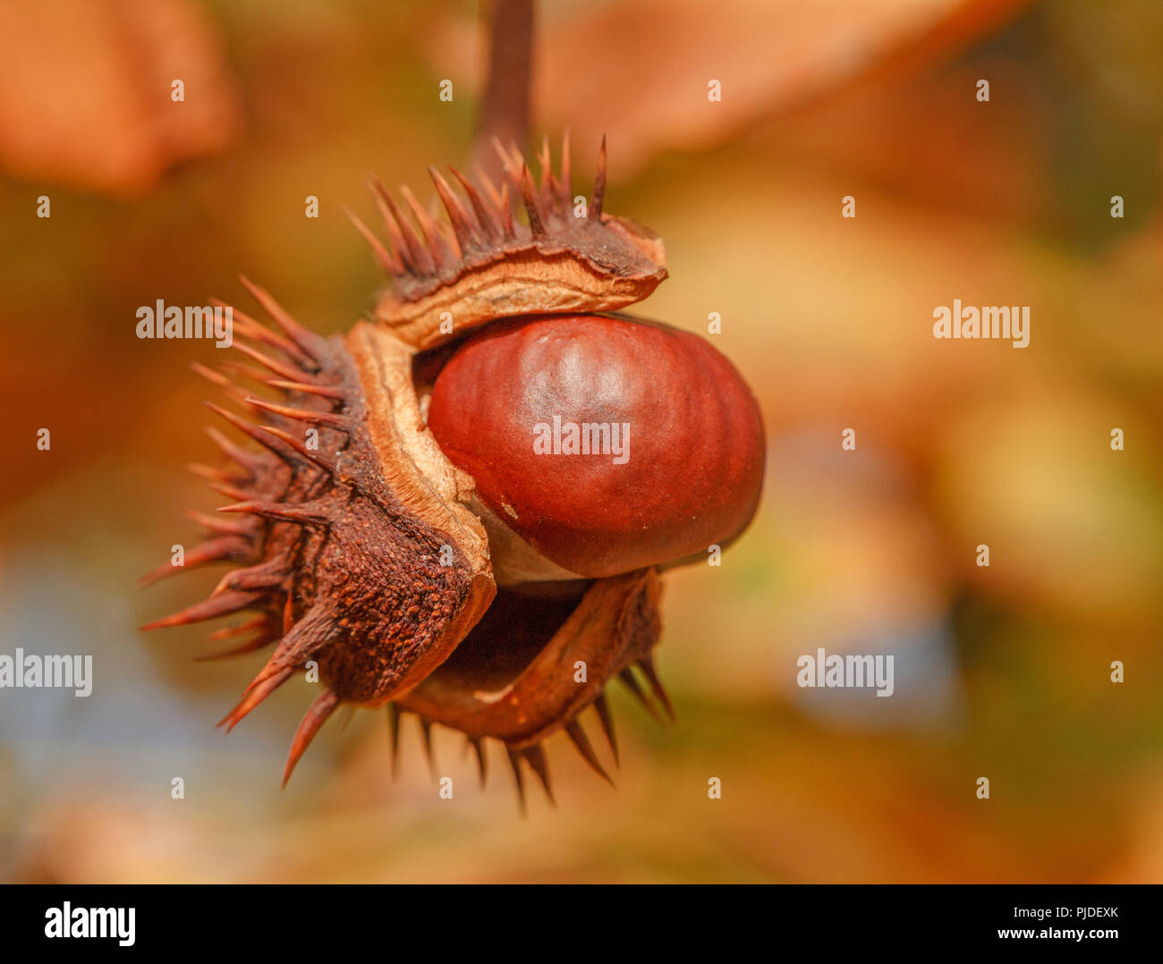 chestnut almost falling down from tree at autumn Stock Photo - Alamy