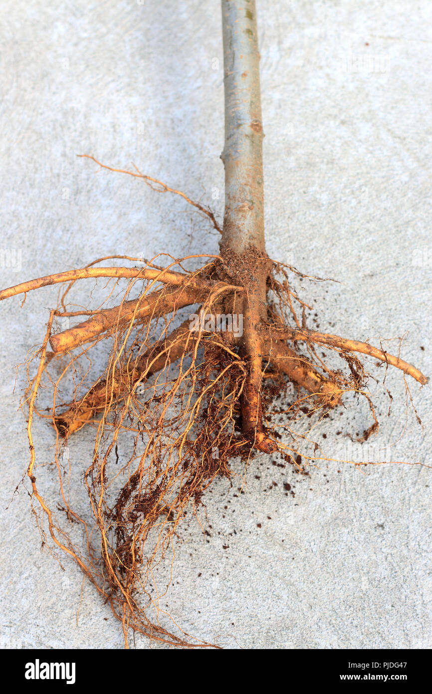 Fruit Trees - Home Gardening Apple, Cherry, Pear, Plum: Bare Rooted ... Fruit Trees - Home Gardening Apple, Cherry, Pear, Plum: Bare Rooted ...