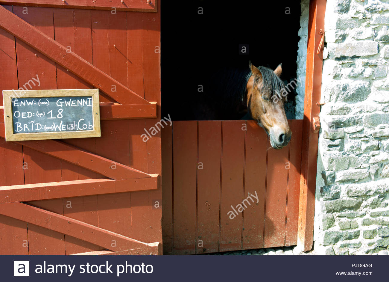 Horse In Stable Block High Resolution Stock Photography and Images - Alamy