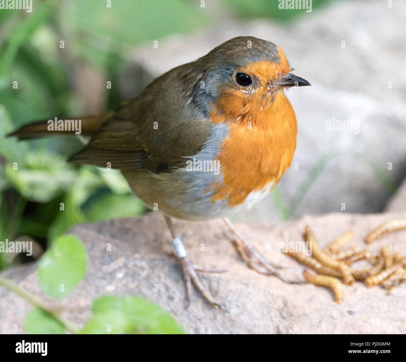 Robin gb hi-res stock photography and images - Alamy