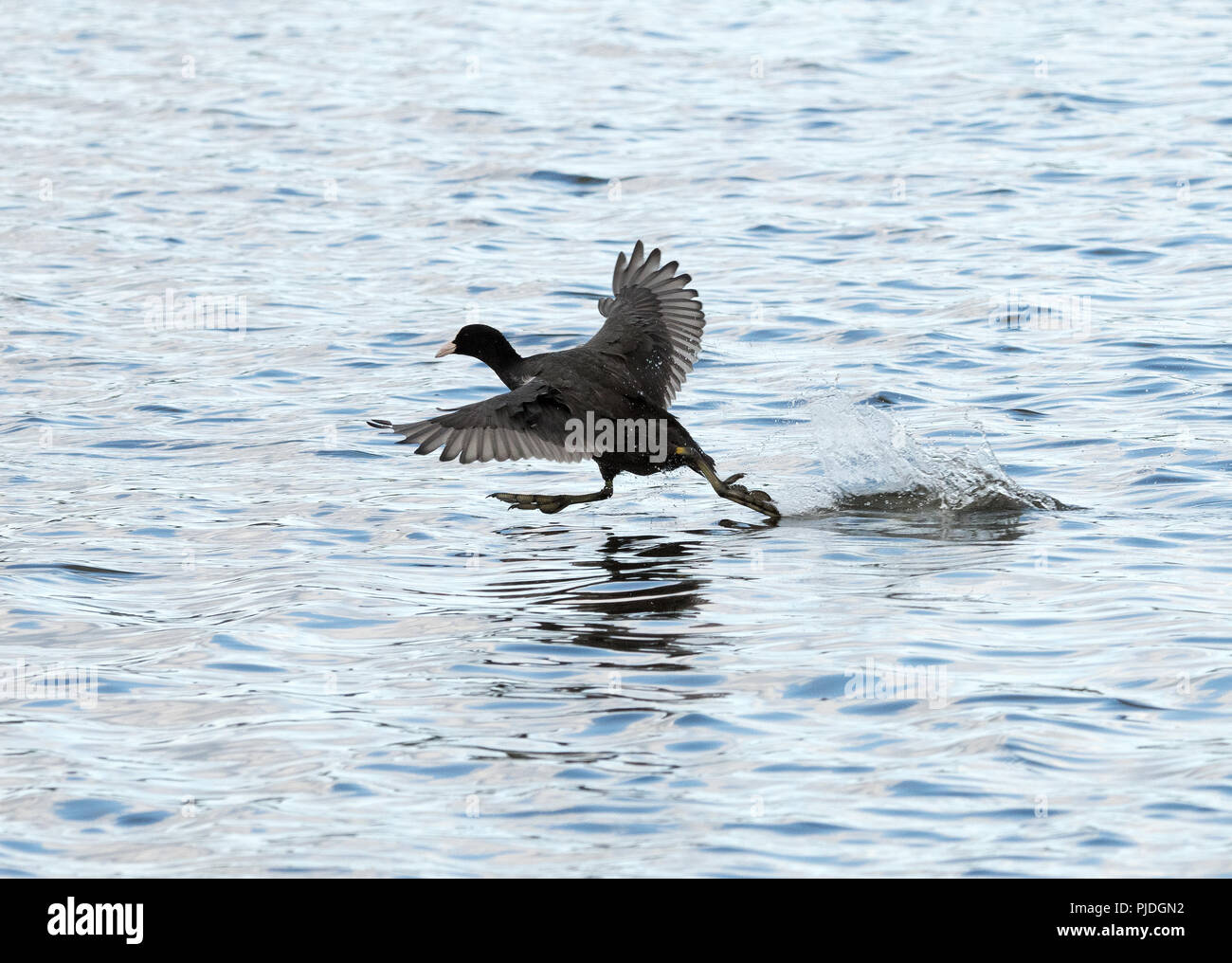 Coot species hi-res stock photography and images - Alamy